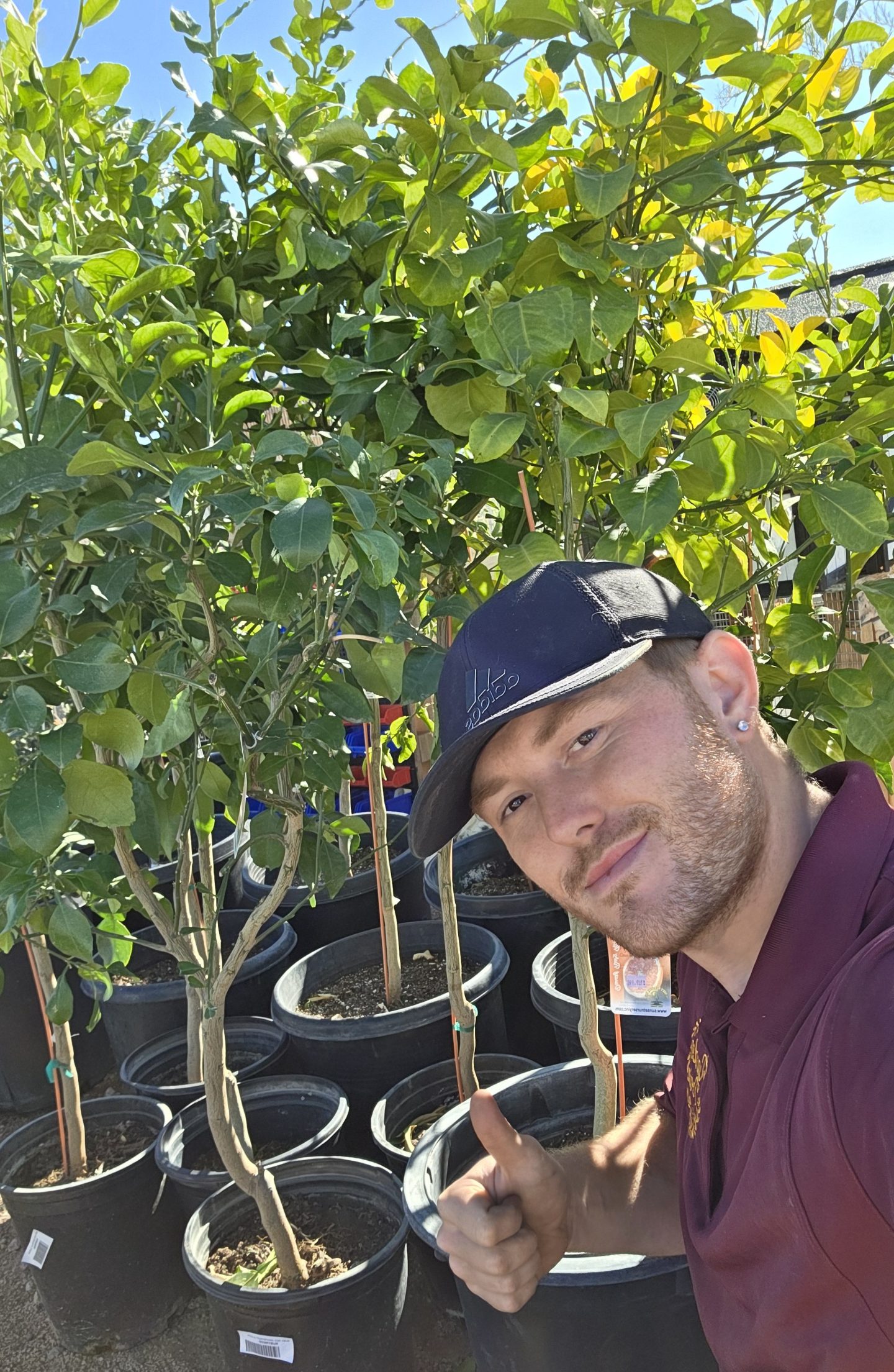 Citrus Trees Don’t Belong in the Sonoran Desert: Confronting the ...
